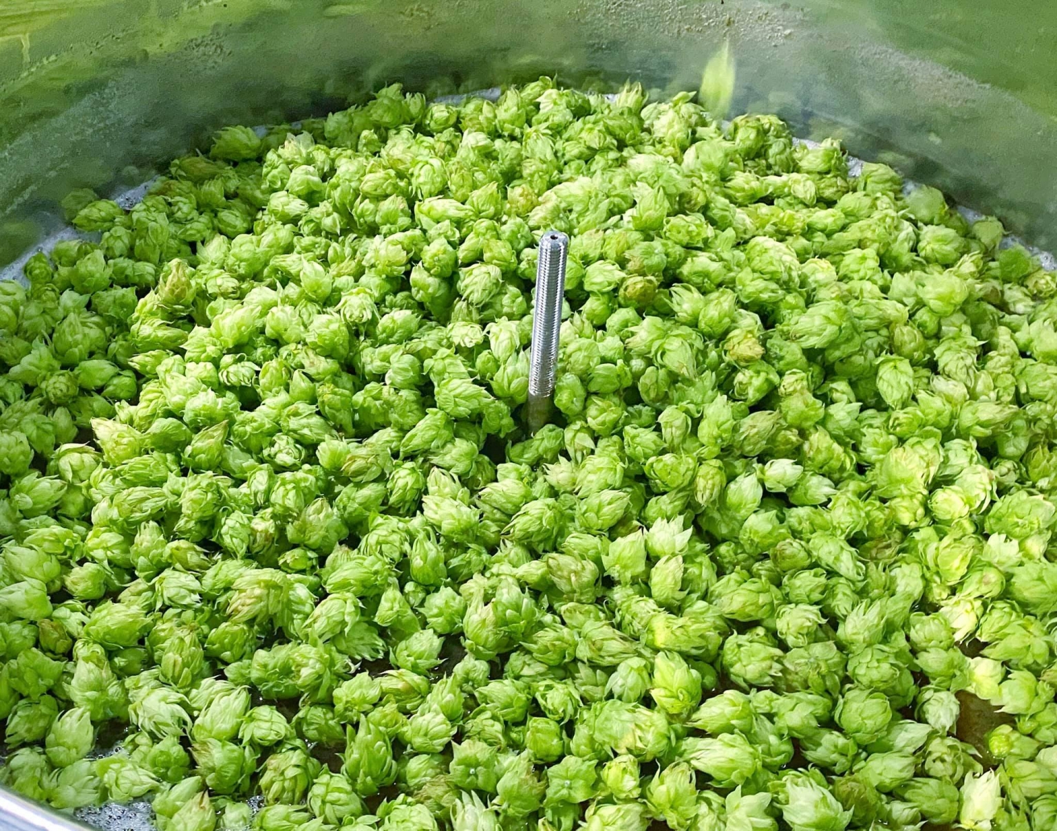 Comet Hops ฮอปส์ที่โตดีที่สุดในไทย – Devanom Farm – First Hops farm in ...