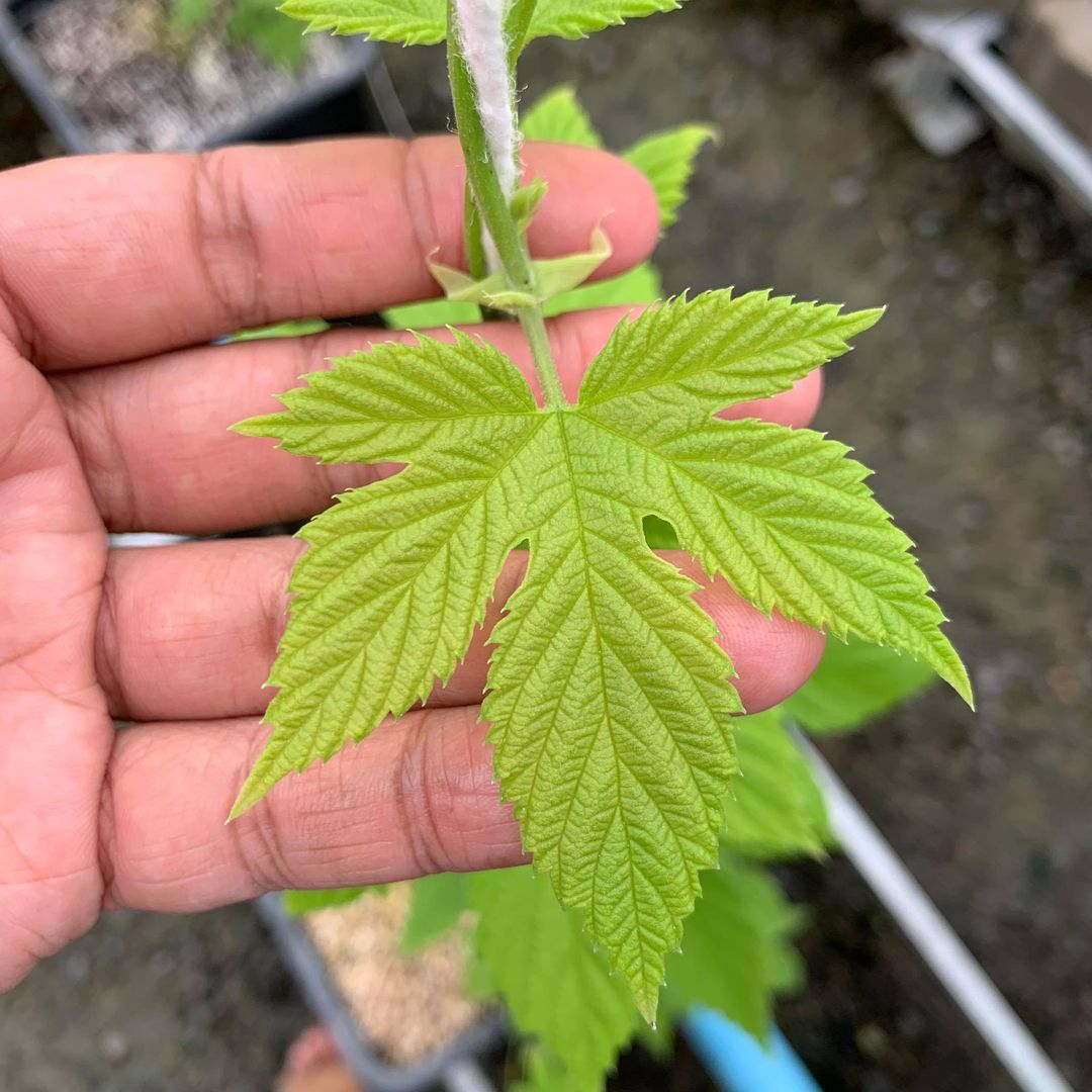 Comet Hops ฮอปส์ที่โตดีที่สุดในไทย – Devanom Farm – First Hops farm in ...