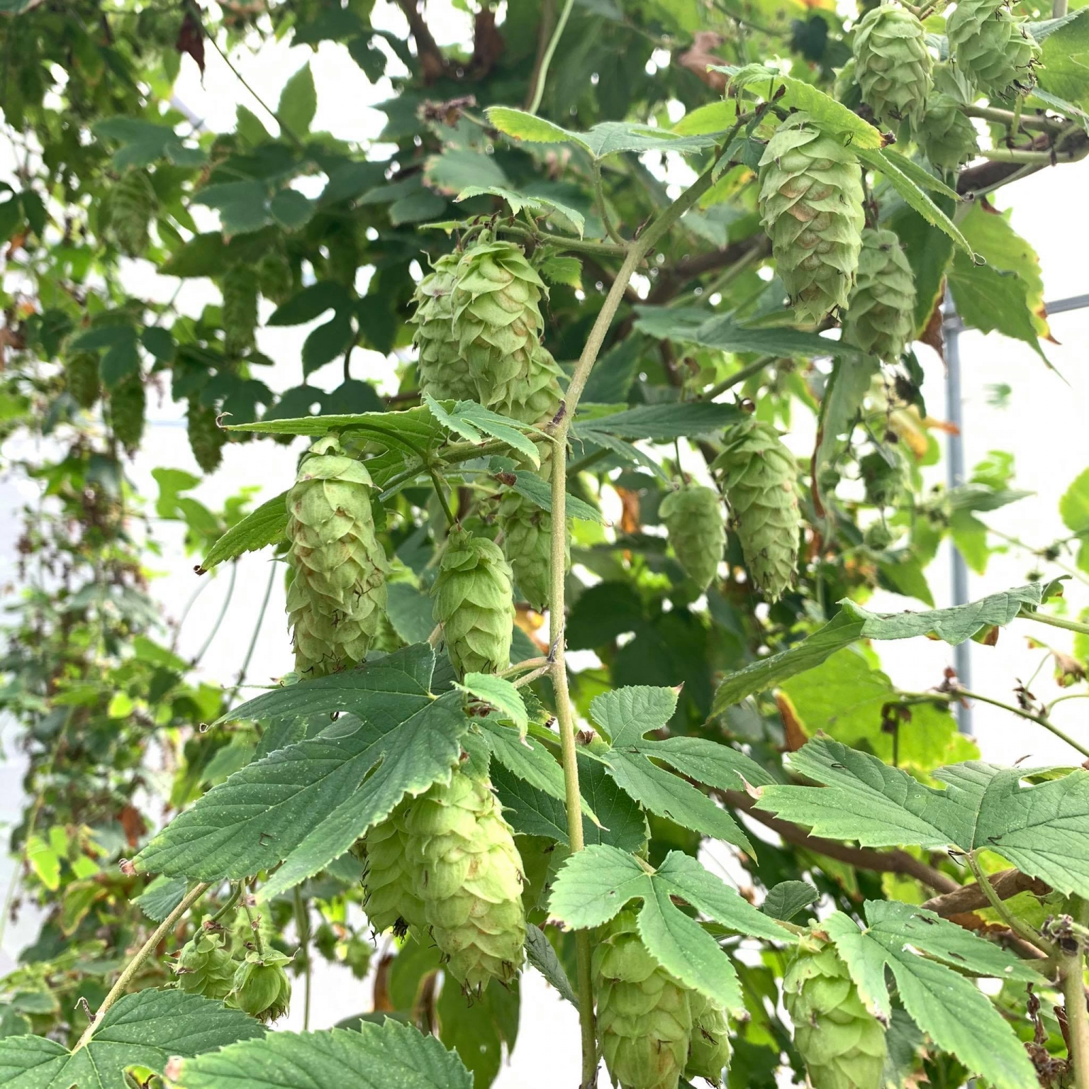 Comet Hops ฮอปส์ที่โตดีที่สุดในไทย – Devanom Farm – First Hops farm in ...